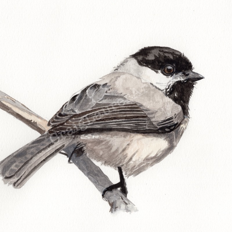 Bird watercolor: Carolina Chickadee – Craig Laurer